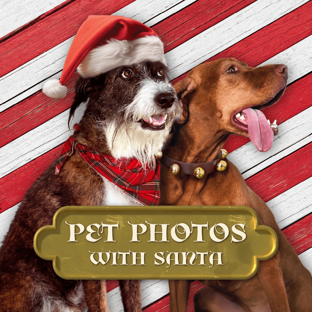 ¡Captura recuerdos inolvidables con tu mascota esta Navidad! 🎄🐾 ...