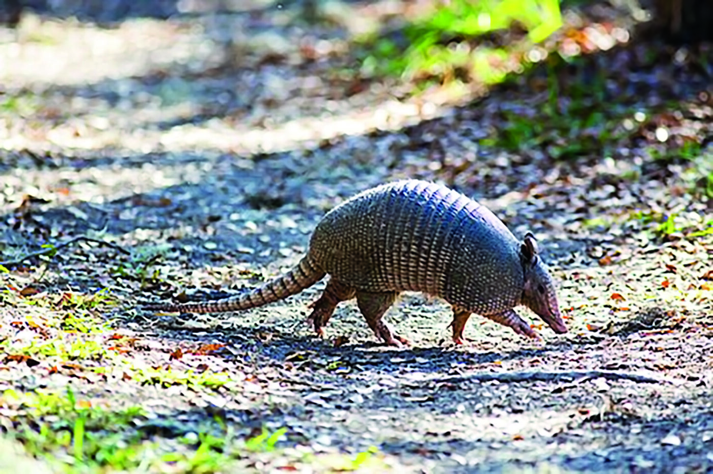 Santa Ana National Wildlife Refuge: Un tesoro natural en el sur de ...